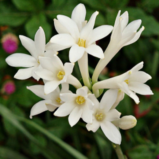 Tuberose Absolute (Polianthes tuberosa) Ki Aroma Canada