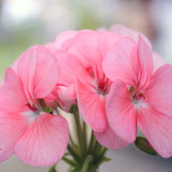 After The Storm Synergy - Calming Essential Oil Blend – Ki Aroma