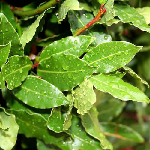 Bay Laurel Essential Oil (Laurus nobilis) - Ki Aroma Canada